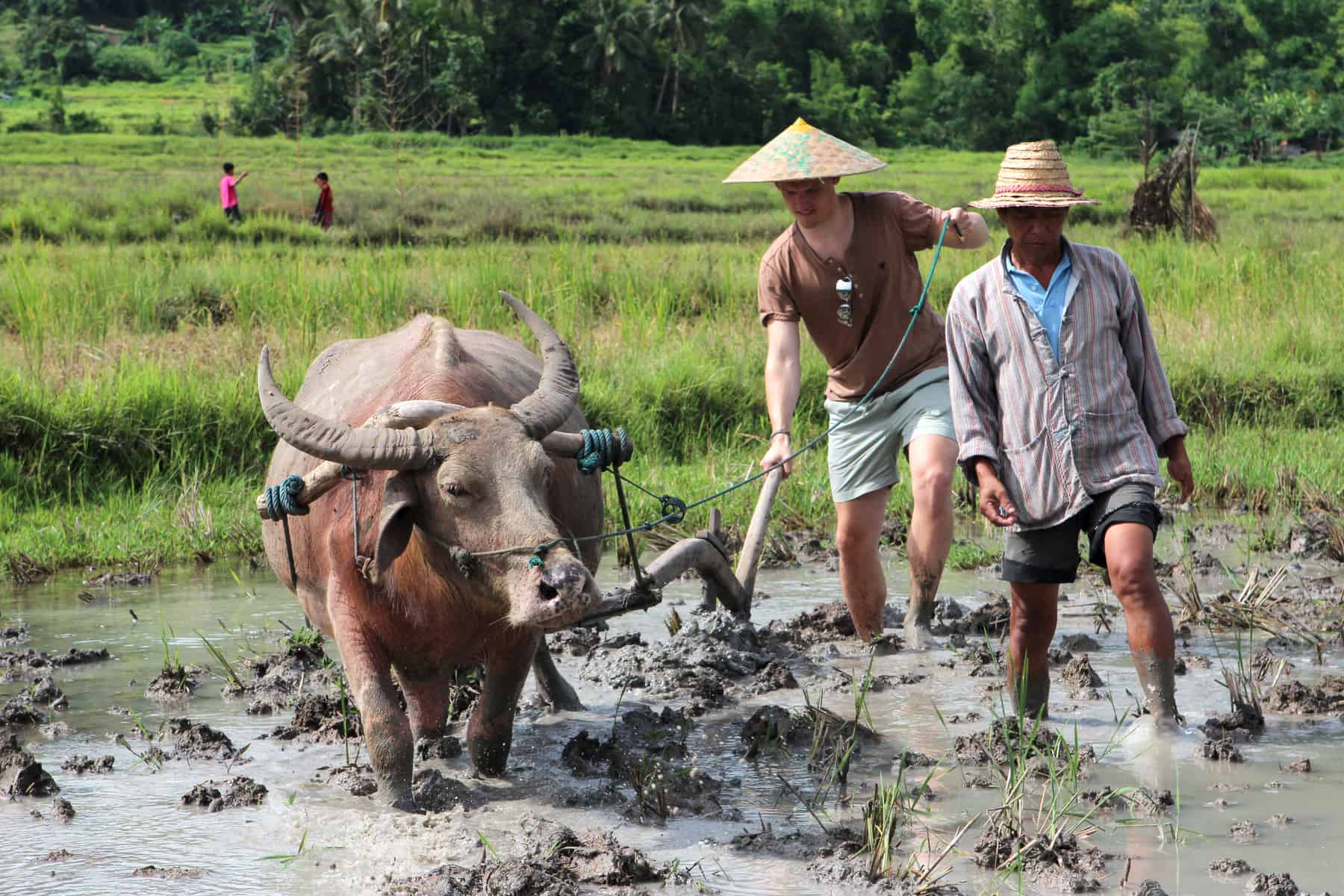 A Practice in Plowing: The Living Land Farm in Luang Prabang, Laos ...